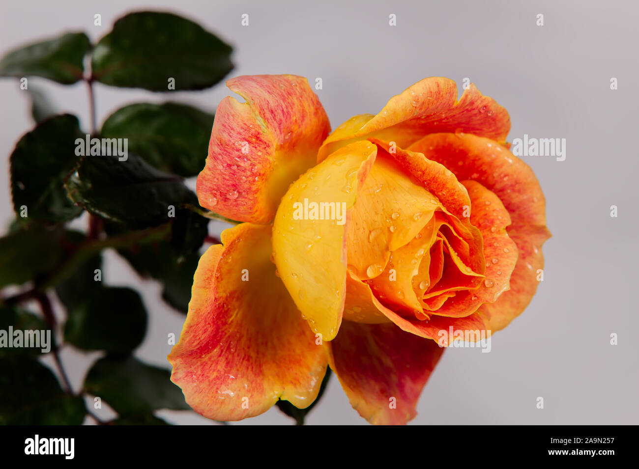 Orange rose bush photos hi-res stock photography and images - Alamy