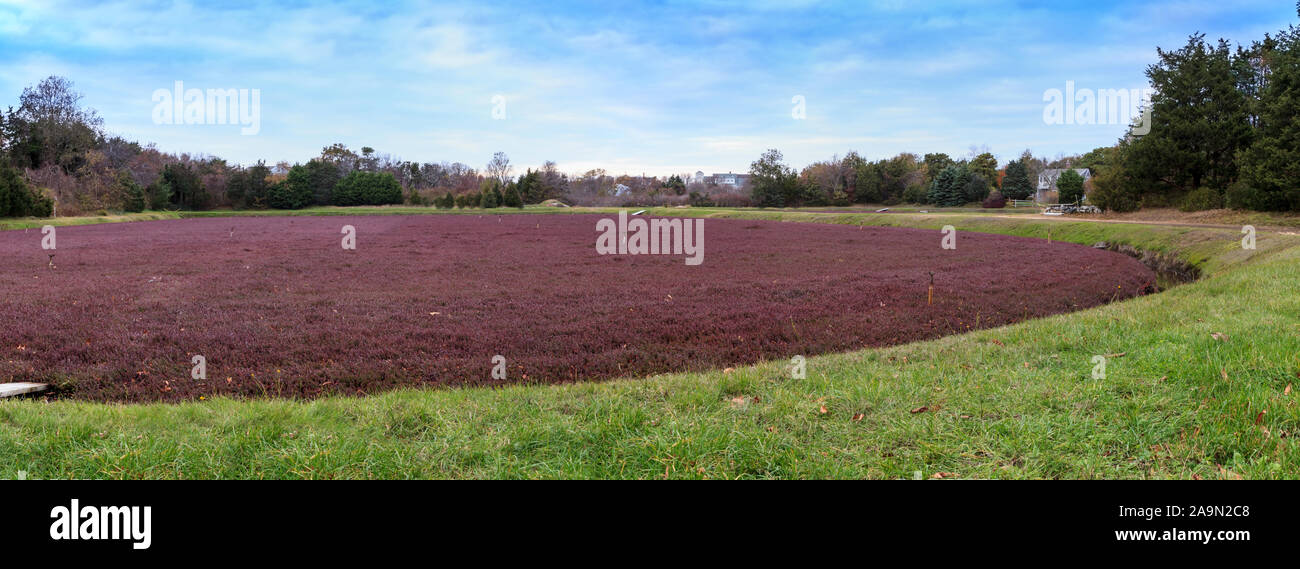Cranberry bog in the fall on Cape Cod in New England, Massachusetts ...