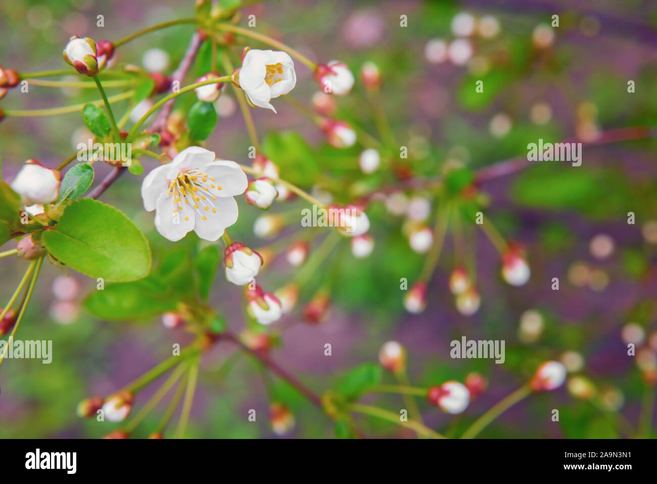 Ba leaves hi-res stock photography and images - Alamy