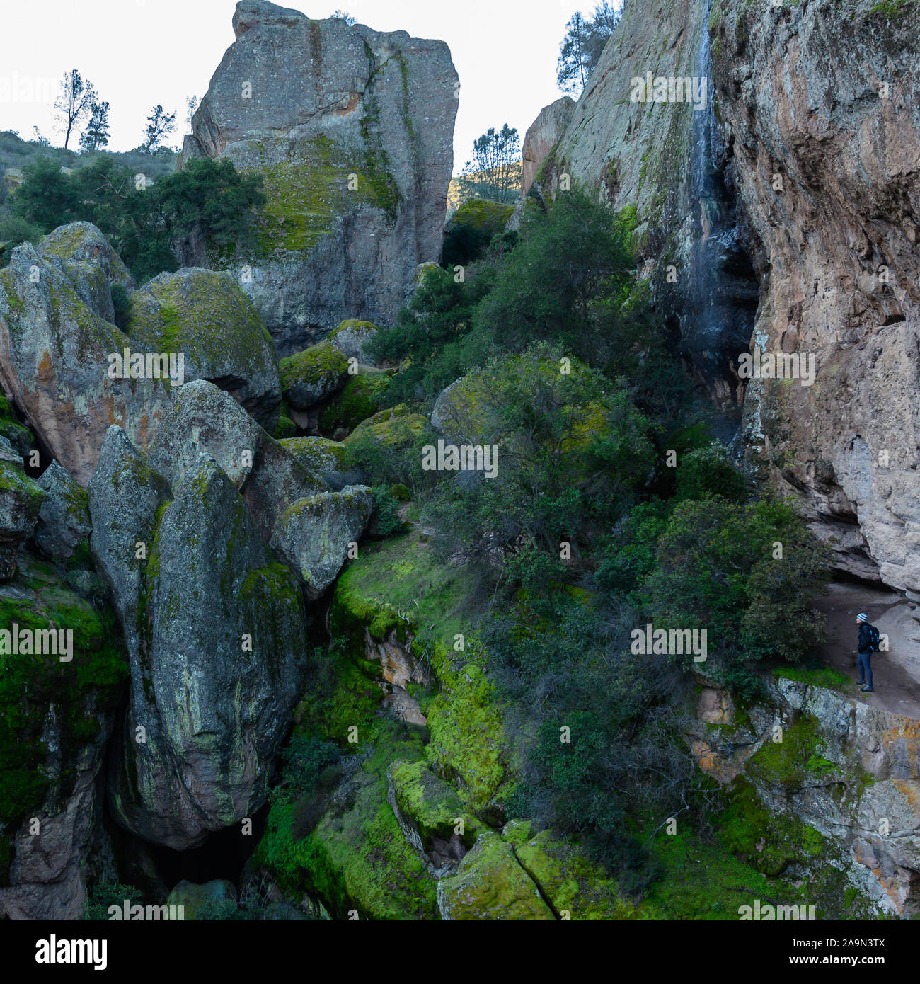 Woman dwarfed by trees hi-res stock photography and images - Alamy