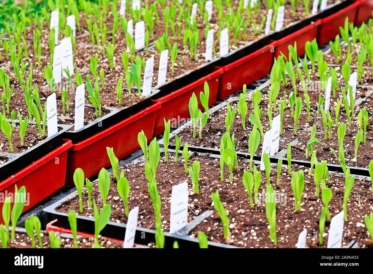 Germination corn hi-res stock photography and images - Alamy