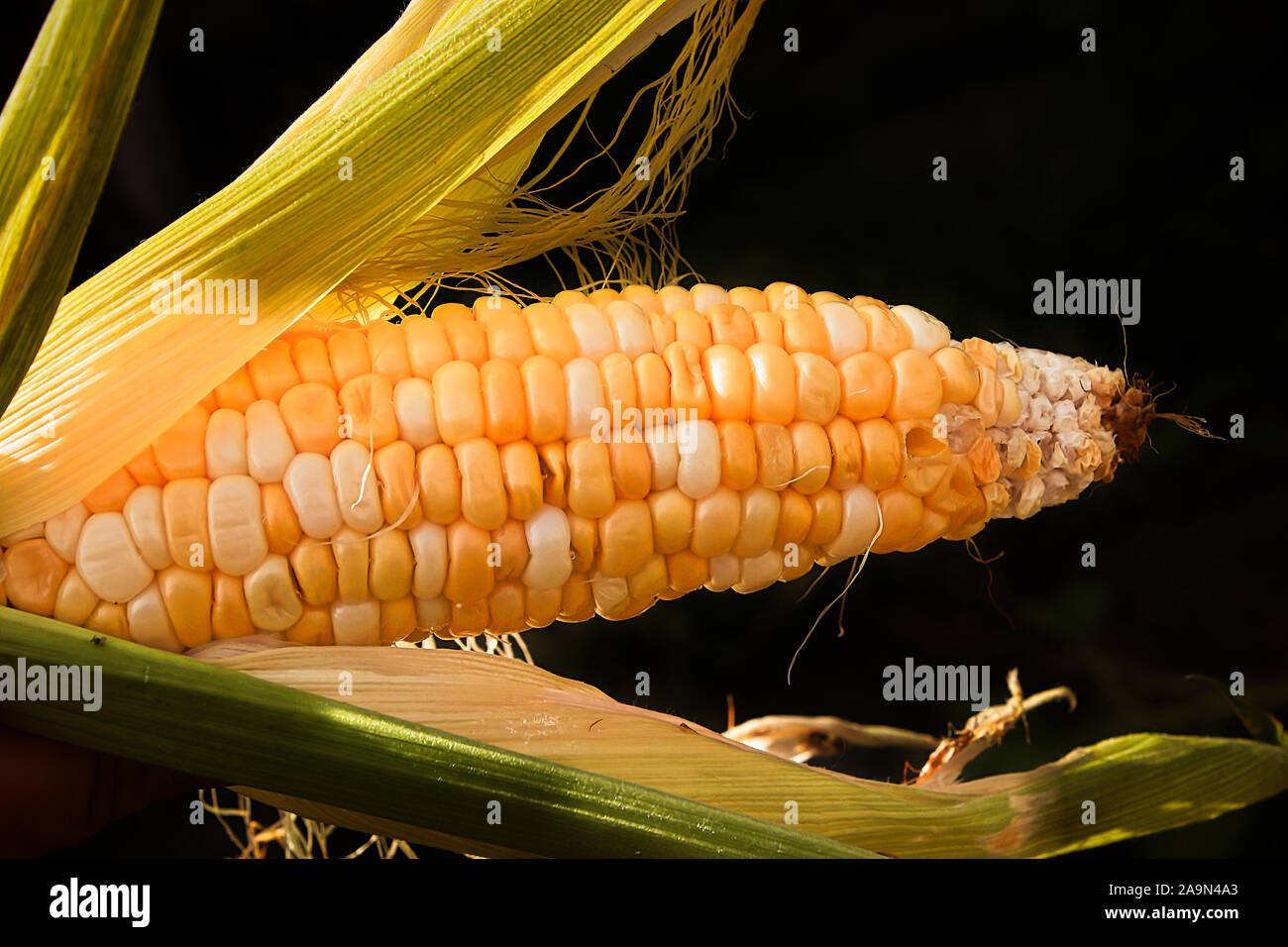 A semi opened ear of corn isolated on a black background Stock Photo ...
