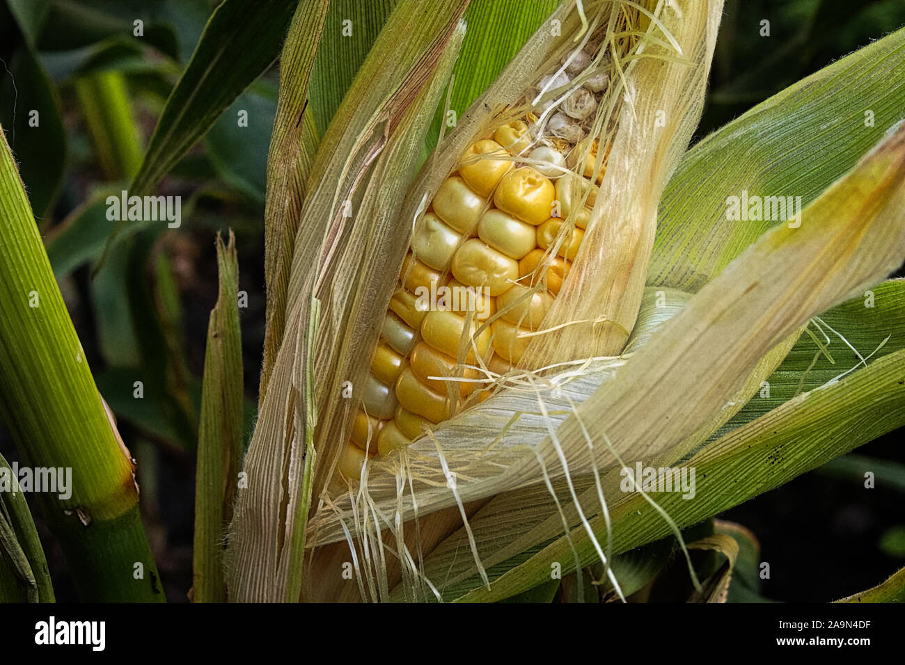 Ear fresh corn husk peeled hi-res stock photography and images - Alamy