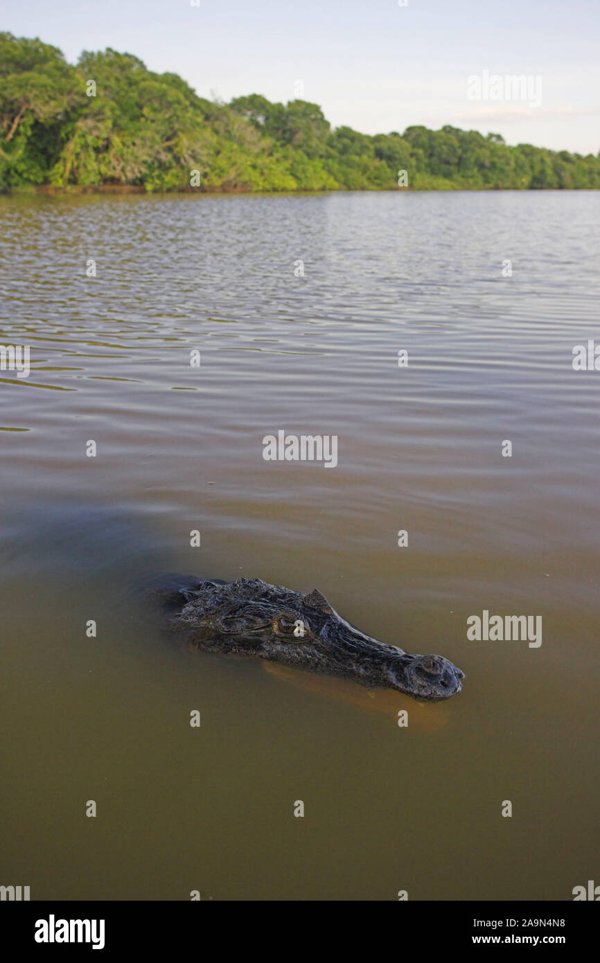 Brillenkaimane - Caiman crocodilus - Spectacled Caiman - Venezuela ...