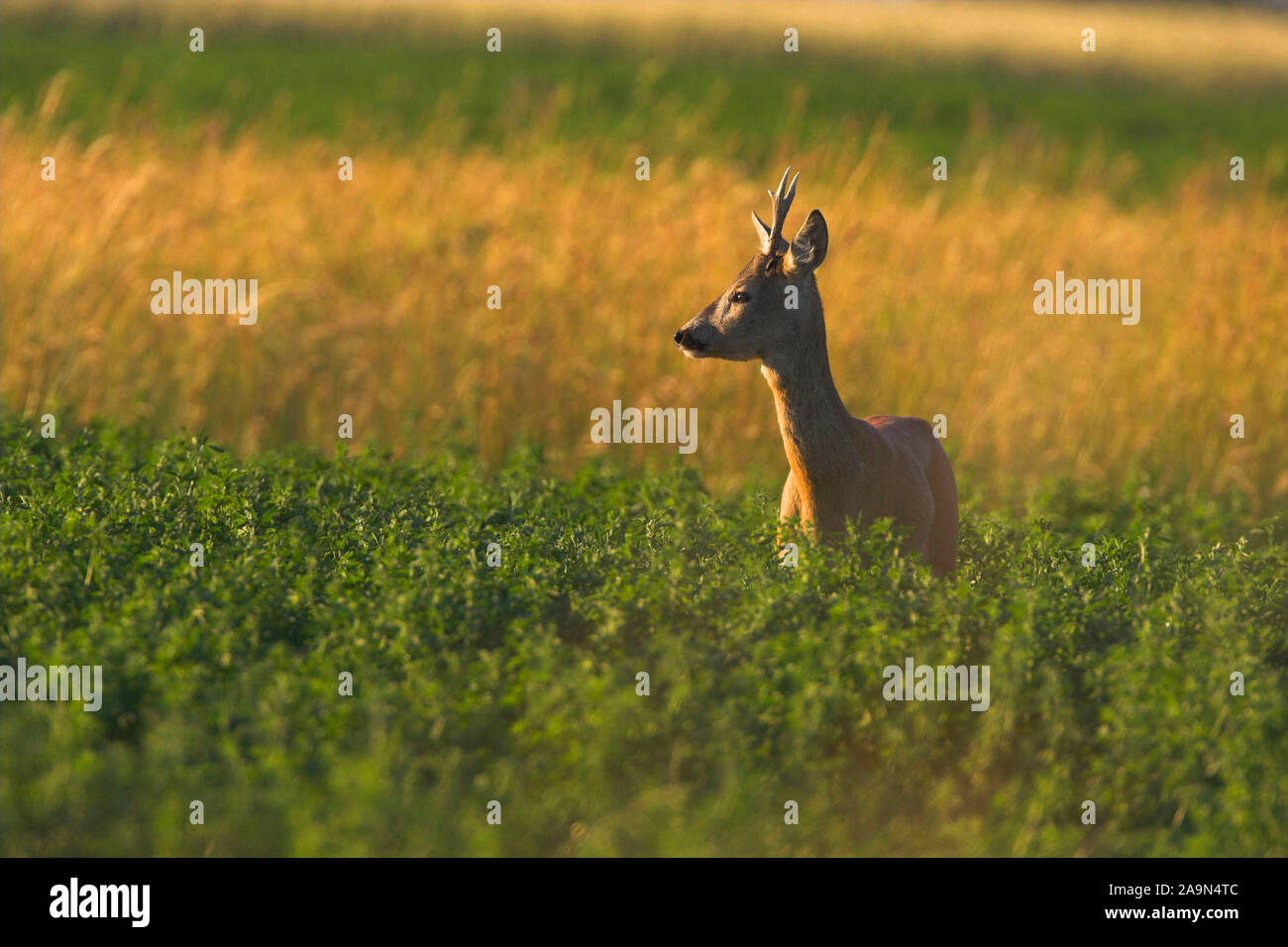 Reh wald hi-res stock photography and images - Alamy