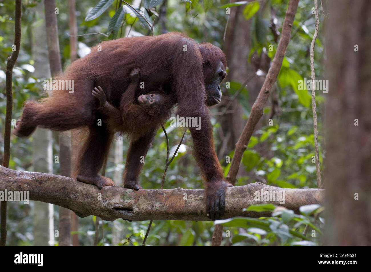 Indonesien; Borneo; Tier; Tiere; Saeugetier; Saeugetiere; Affe; Affen ...