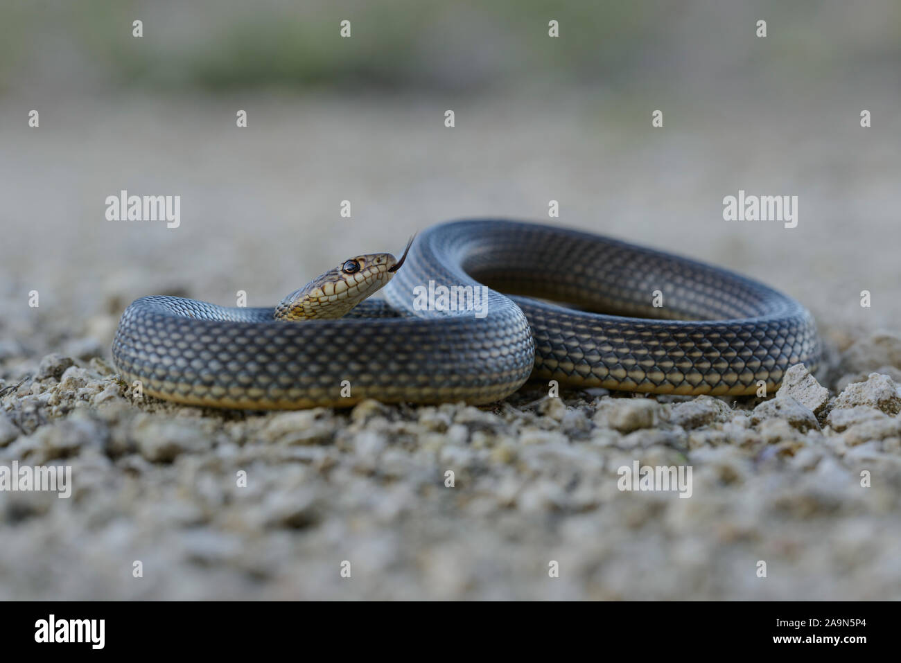 Steinigen hi-res stock photography and images - Alamy