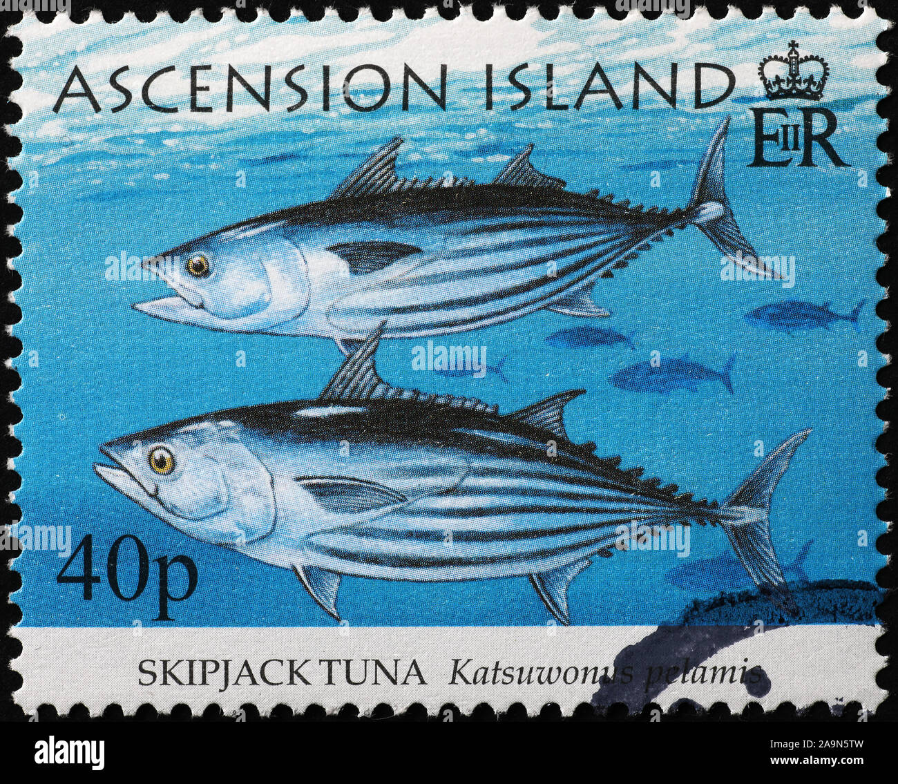 Skipjack tuna hi-res stock photography and images - Alamy