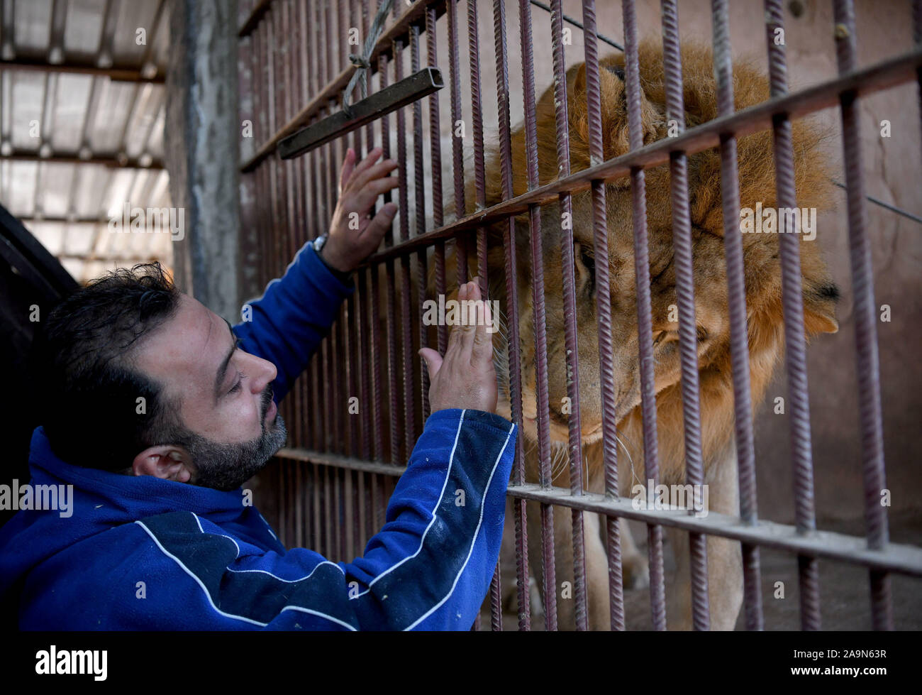 Syrian lion hi-res stock photography and images - Alamy