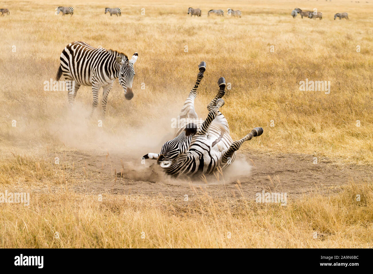 Rolling on the ground hi-res stock photography and images - Alamy