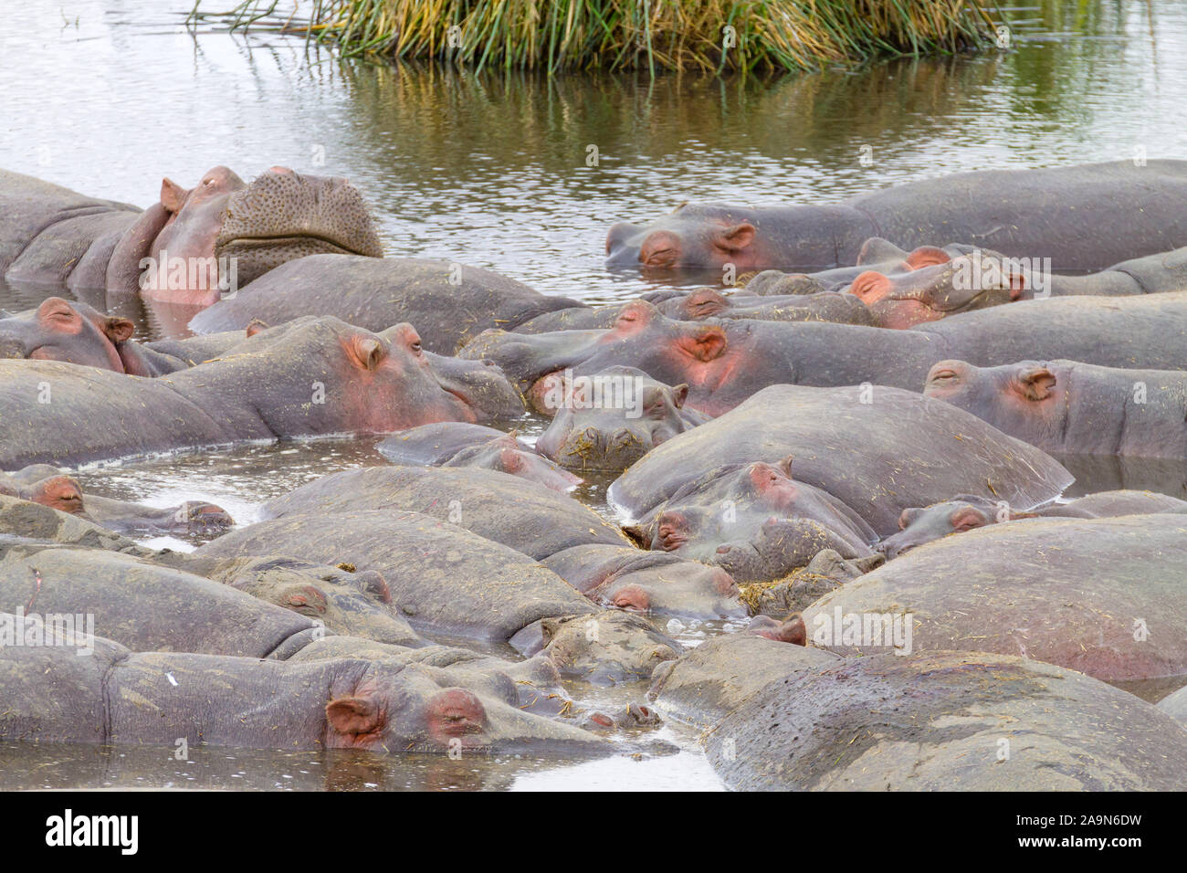 Hippopotamus on water. Ngorongoro Conservation Area crater, Tanzania ...