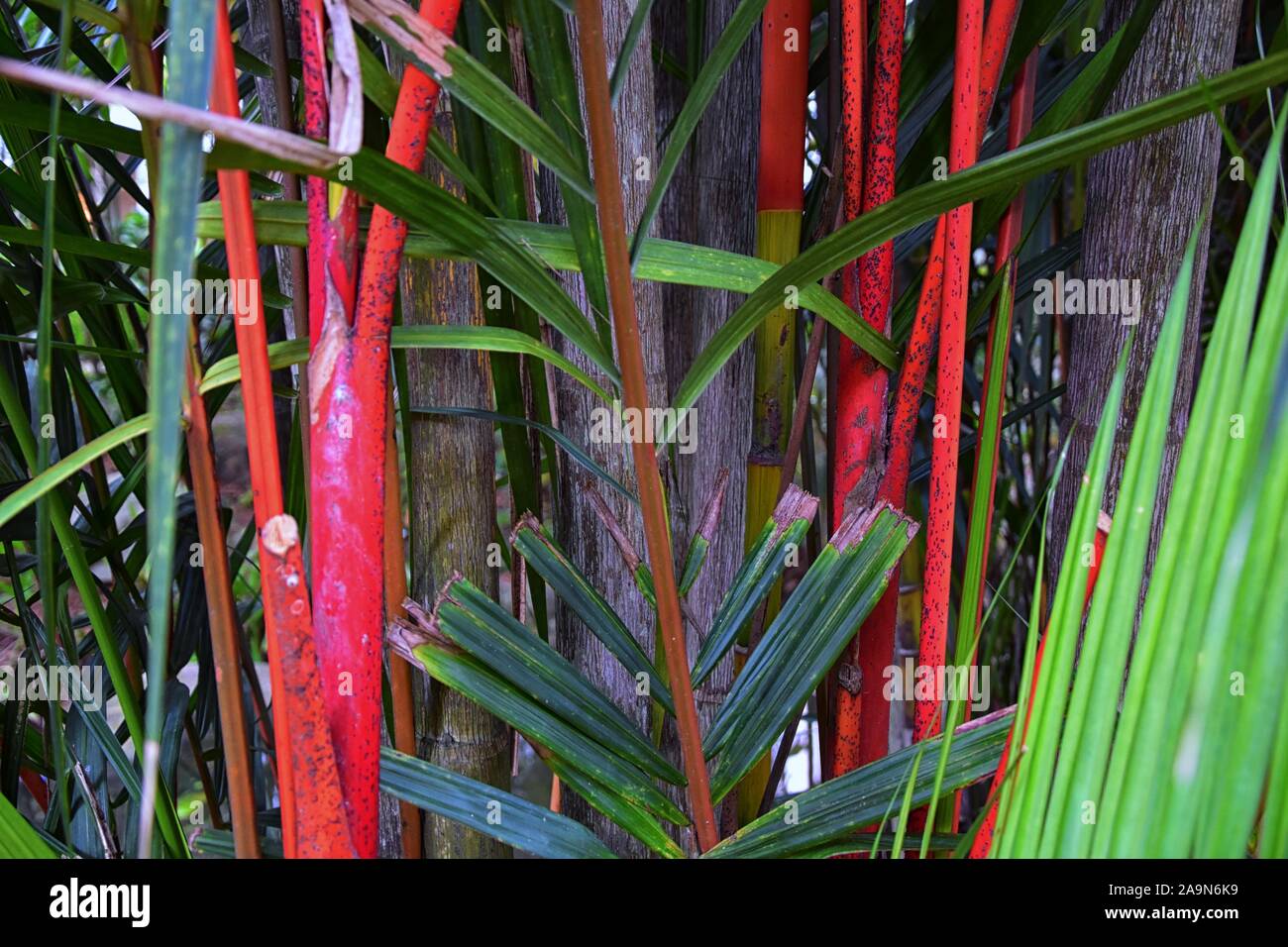 Bamboo forest background. Multi color bright red, green, orange, yellow ...