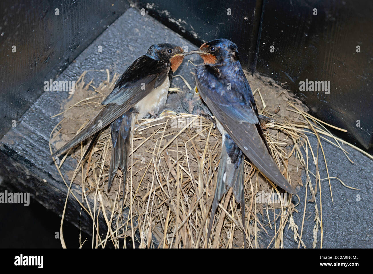 Rauchschwalben Maennchen und Weibchen am Nest Stock Photo - Alamy