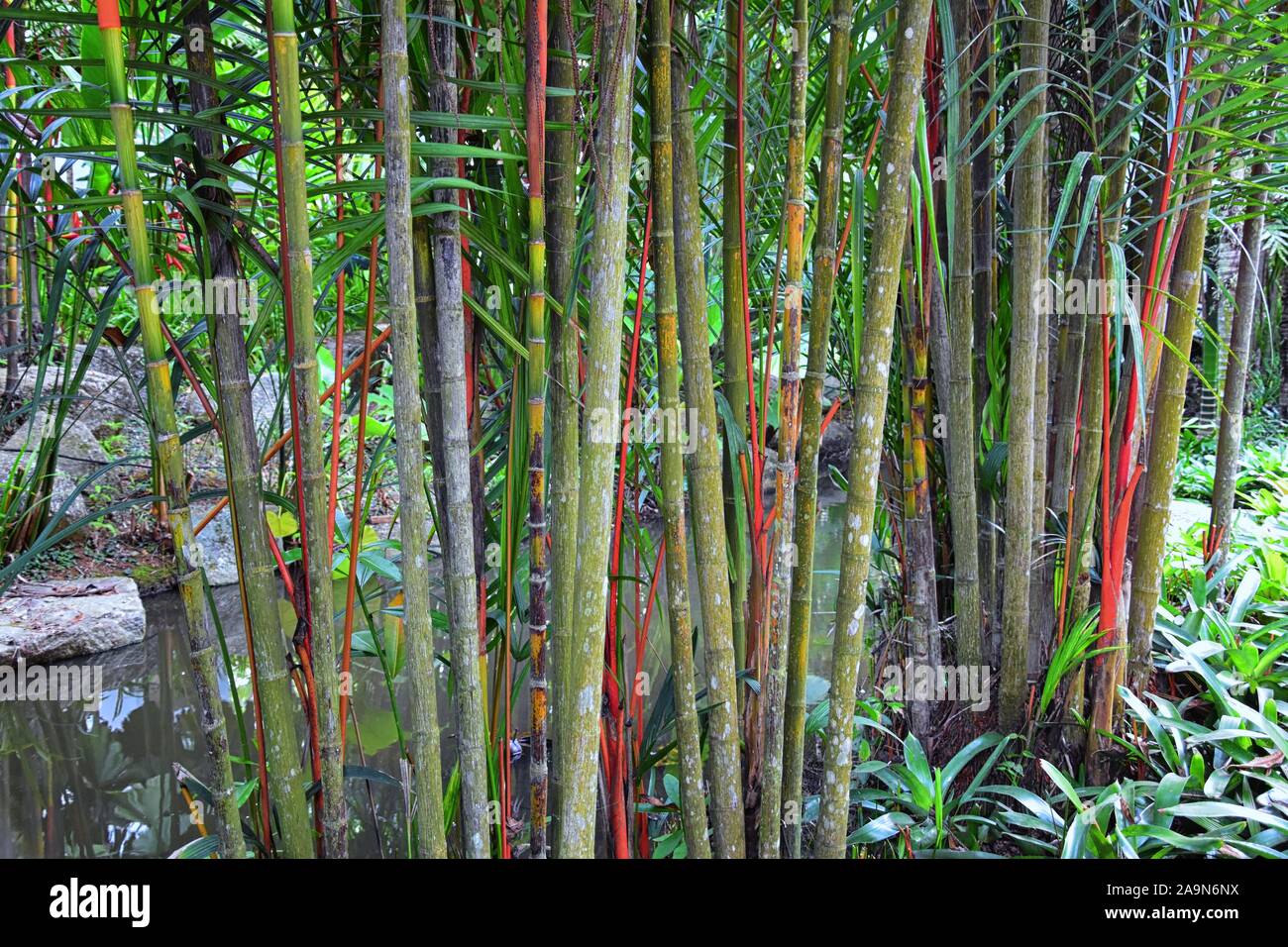 Bamboo forest background. Multi color bright red, green, orange, yellow ...