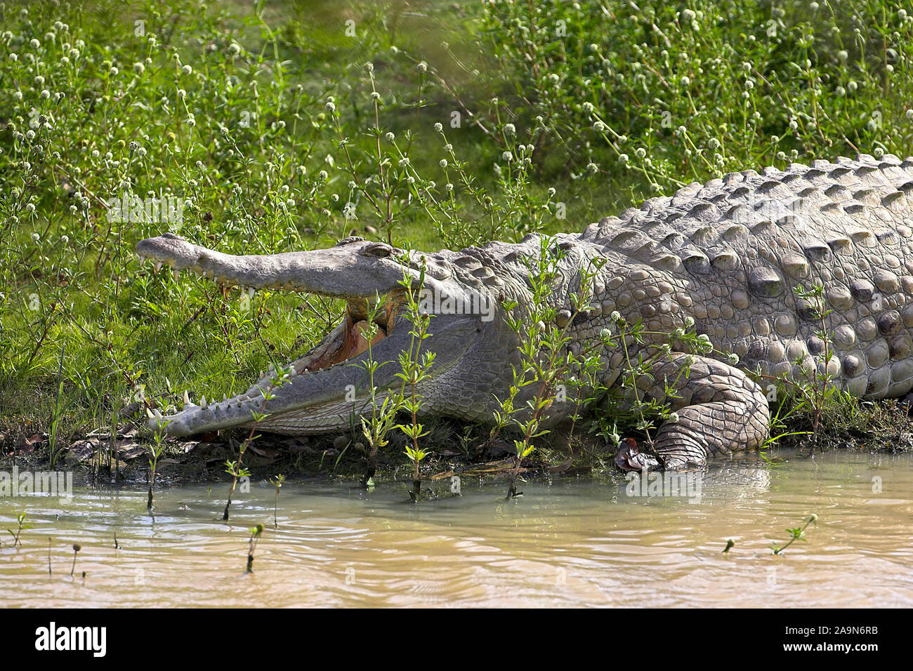 Orinoko krokodil hi-res stock photography and images - Alamy