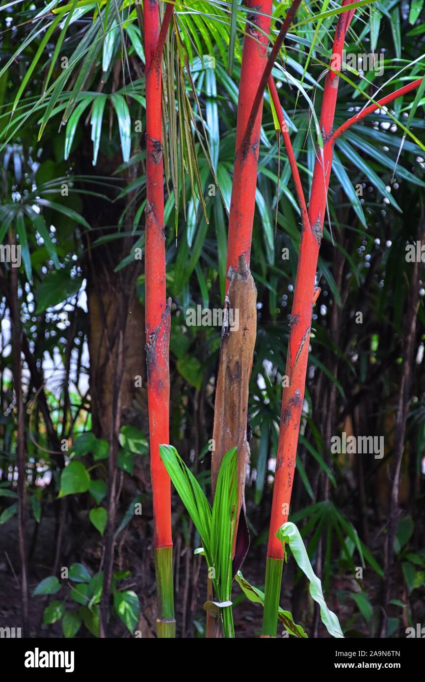 Bamboo forest background. Multi color bright red, green, orange, yellow ...