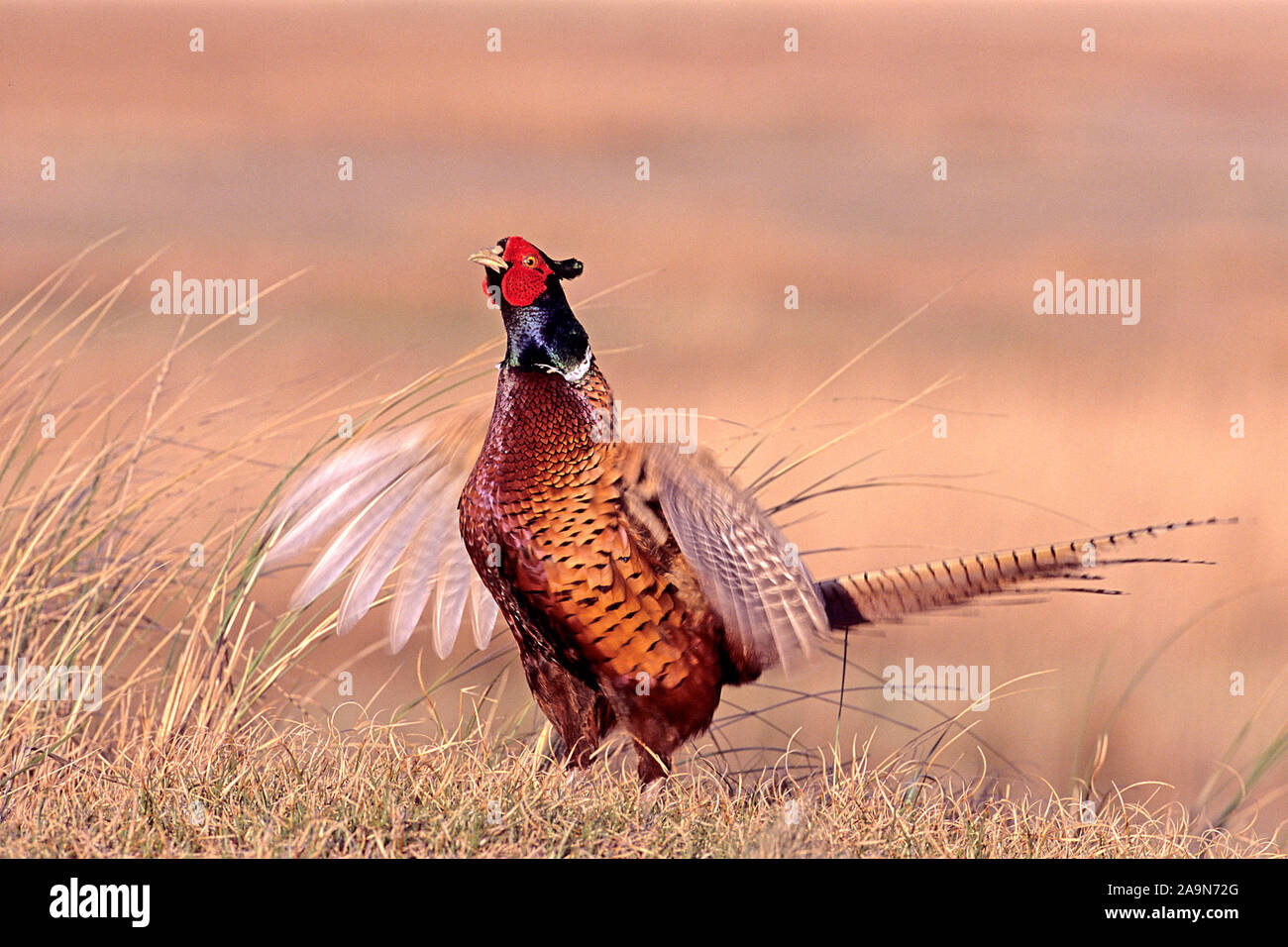 Tiere / Voegel / Animals / Birds / Jagdfasan / Fasan / Hahn / Game ...