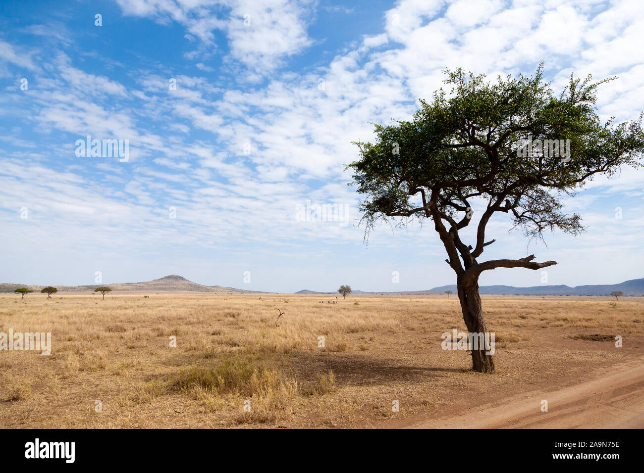 Serengeti National Park landscape, Tanzania, Africa. African panorama ...