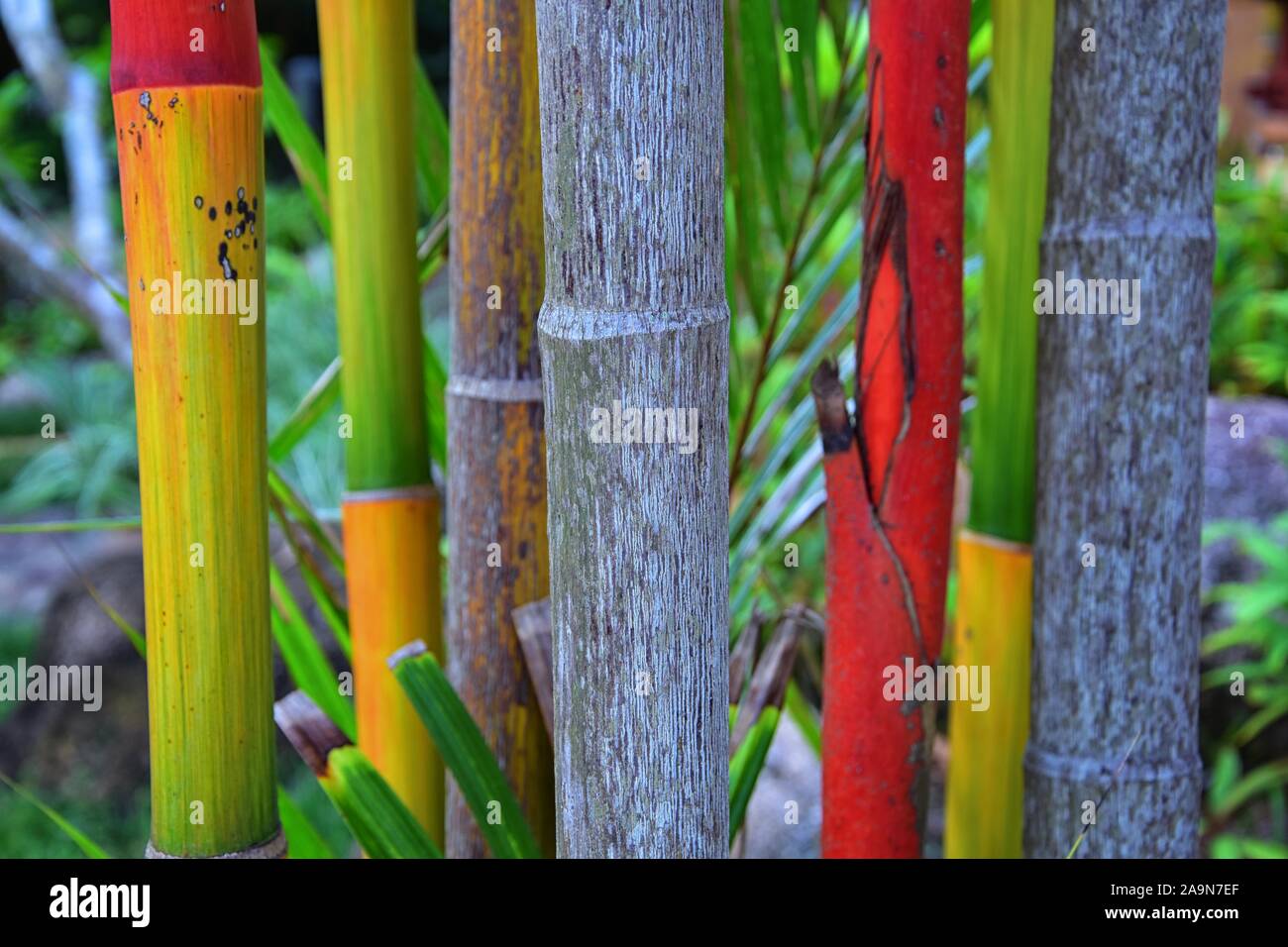 Bamboo forest background. Multi color bright red, green, orange, yellow ...