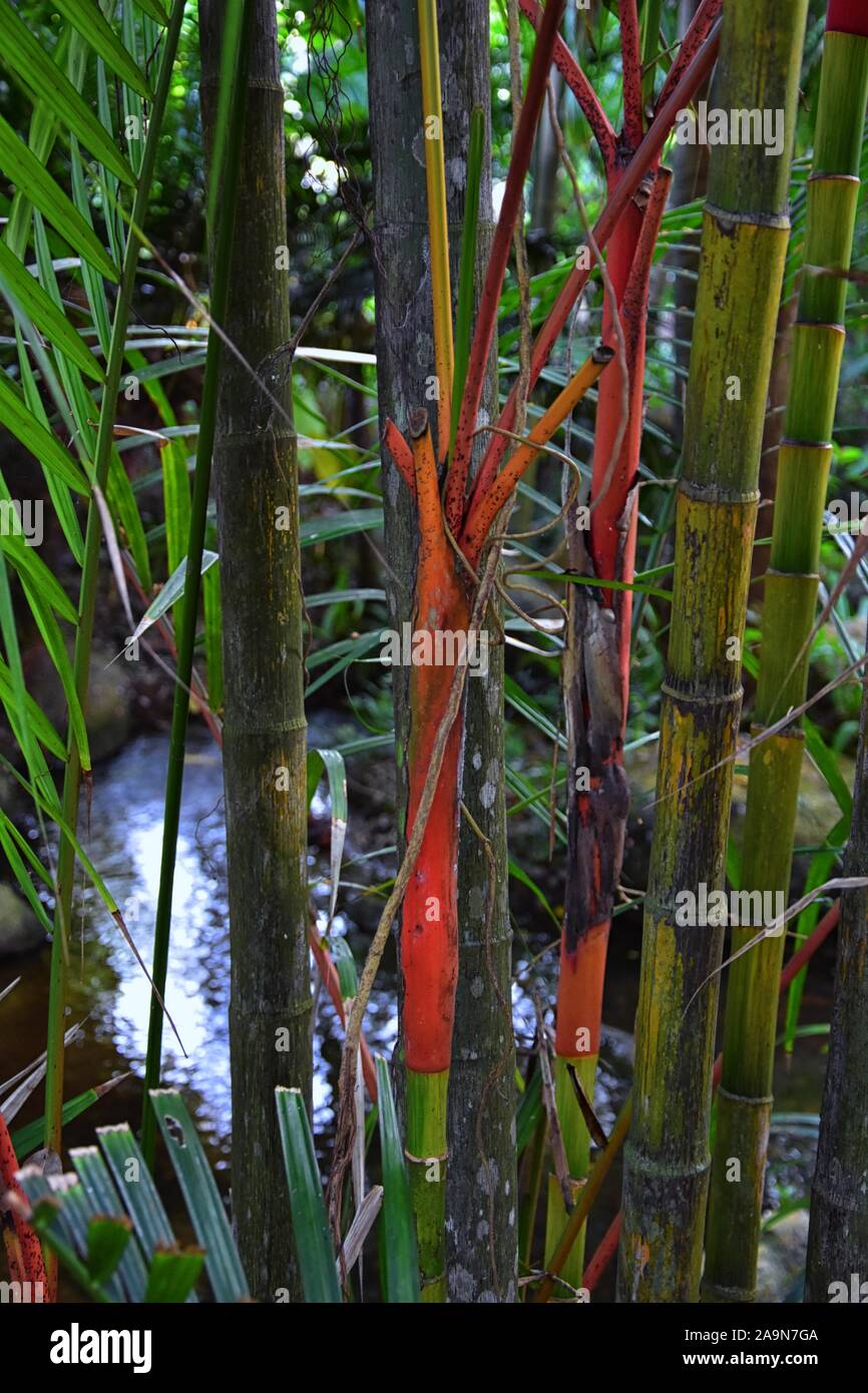 Bamboo forest background. Multi color bright red, green, orange, yellow ...