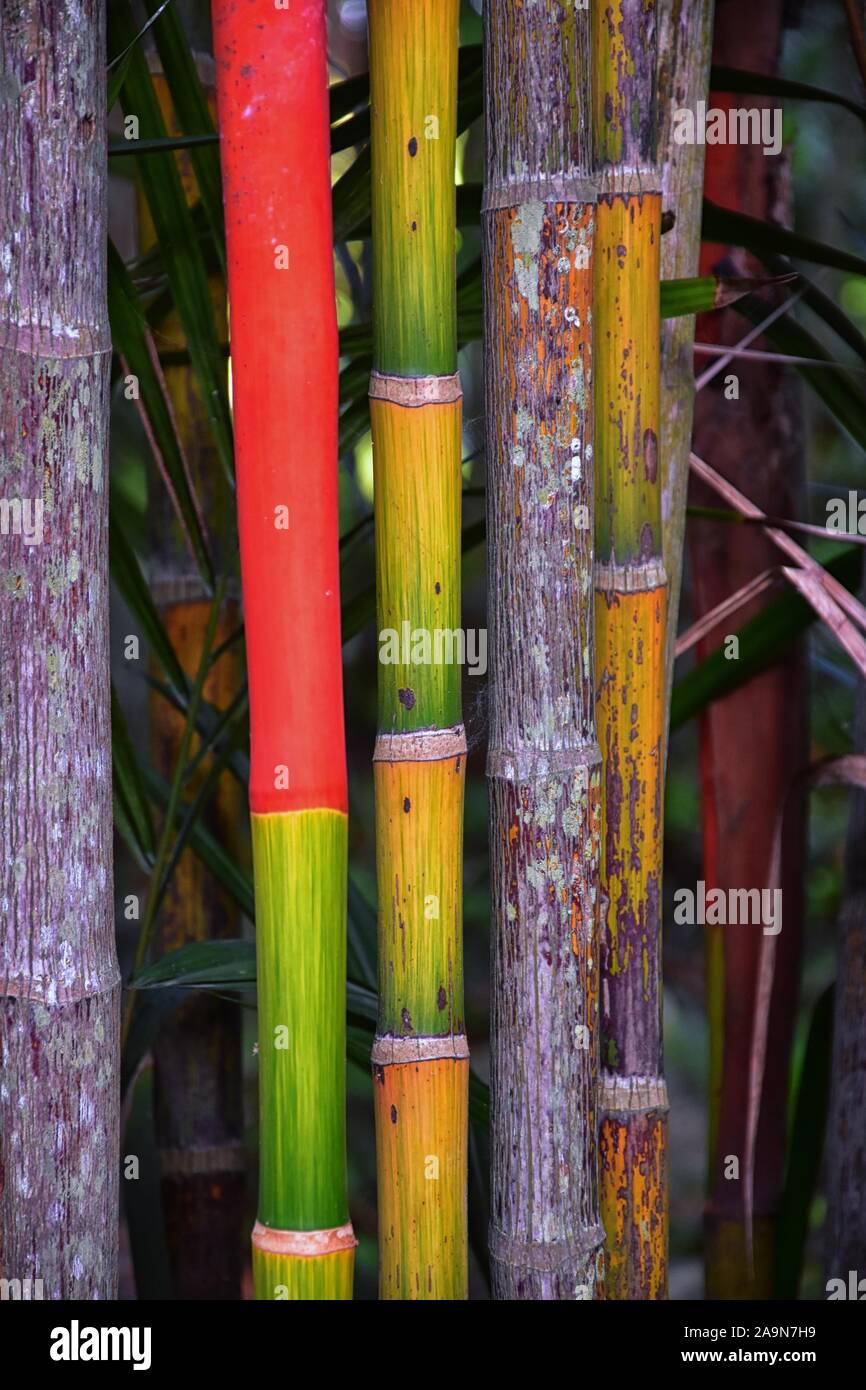 Bamboo forest background. Multi color bright red, green, orange, yellow ...