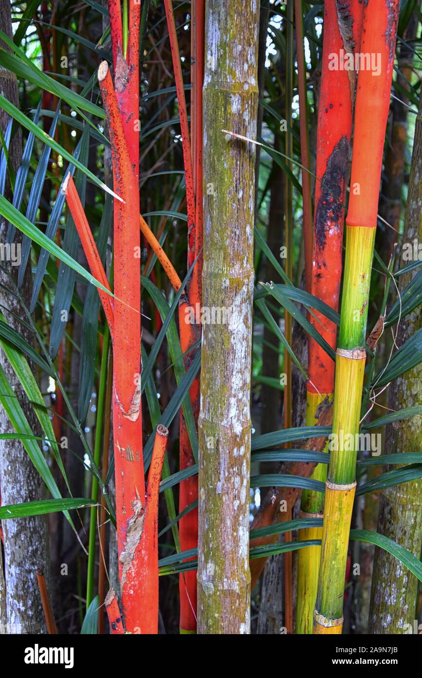 Bamboo forest background. Multi color bright red, green, orange, yellow ...