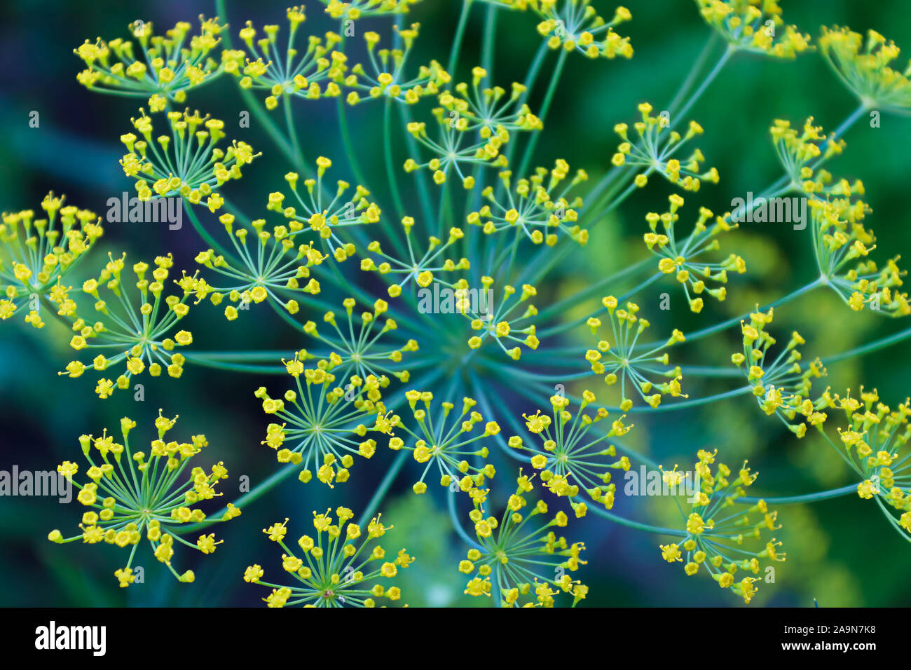 Yellow Weed Flower High Resolution Stock Photography and Images - Alamy