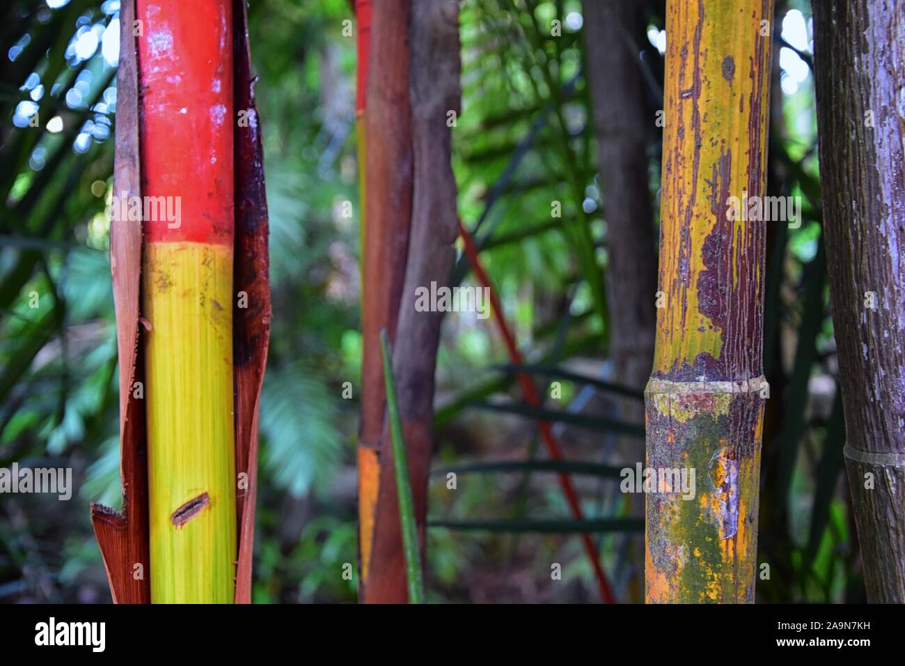 Bamboo forest background. Multi color bright red, green, orange, yellow ...