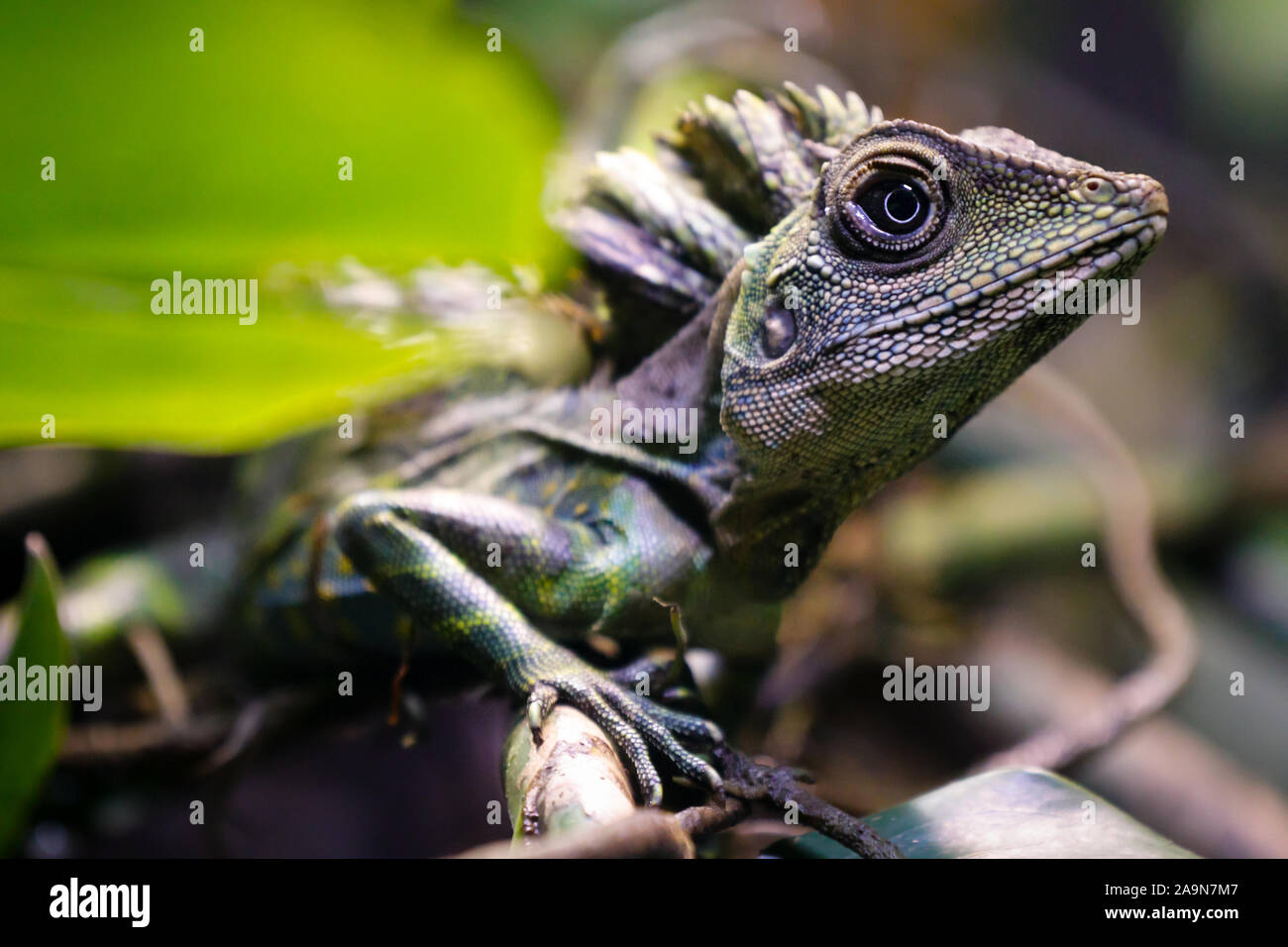Tropical terrarium hi-res stock photography and images - Alamy