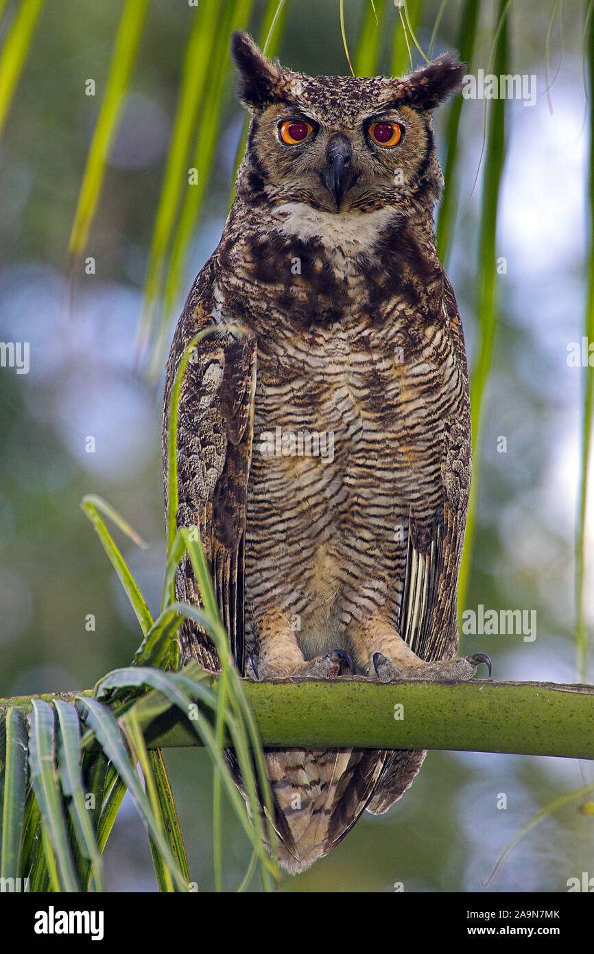 Virginia-Uhu, Great Horned Owl, Bubo virgianus Stock Photo - Alamy
