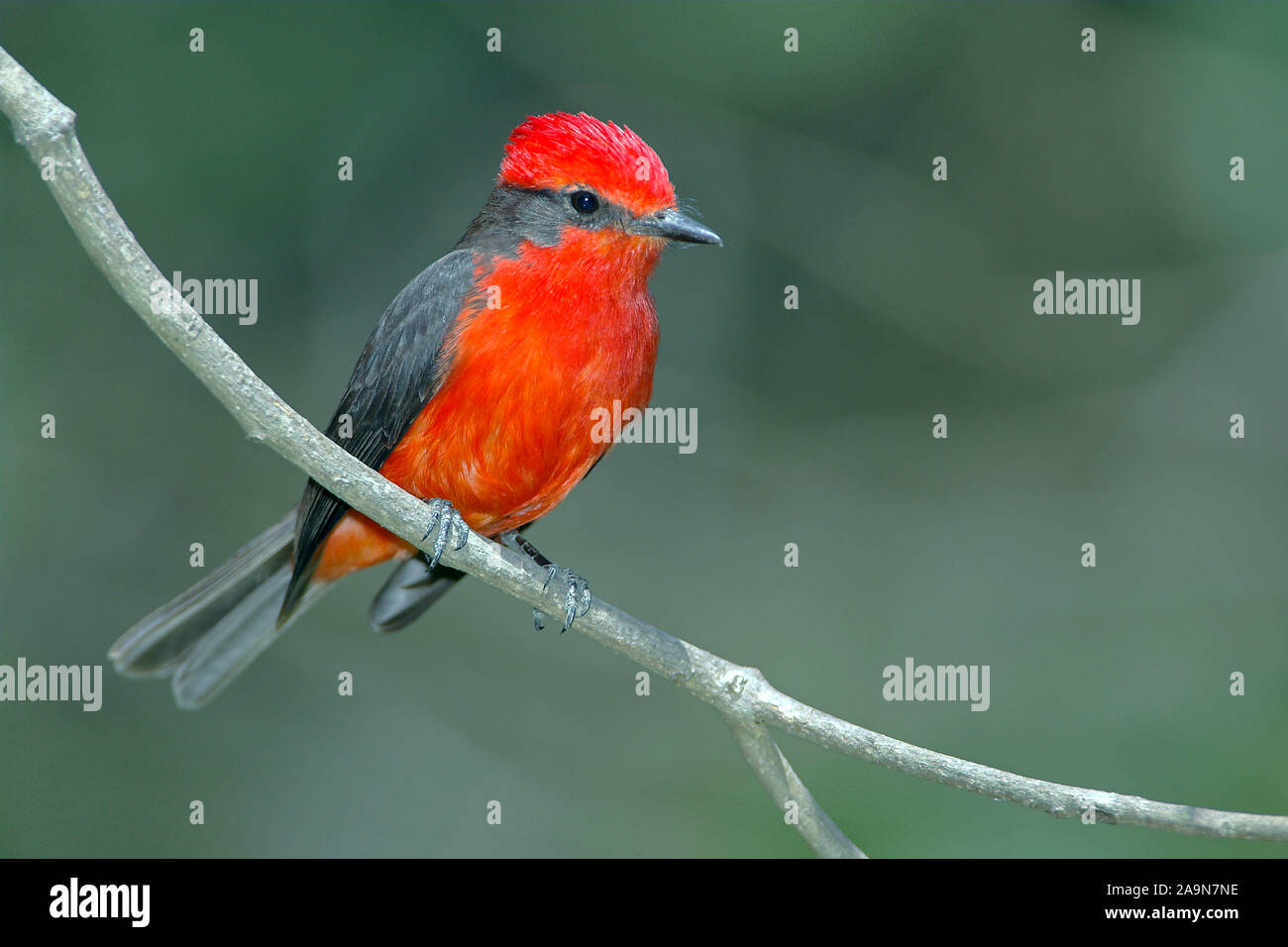 Vermilion flycatcher venezuela hi-res stock photography and images - Alamy