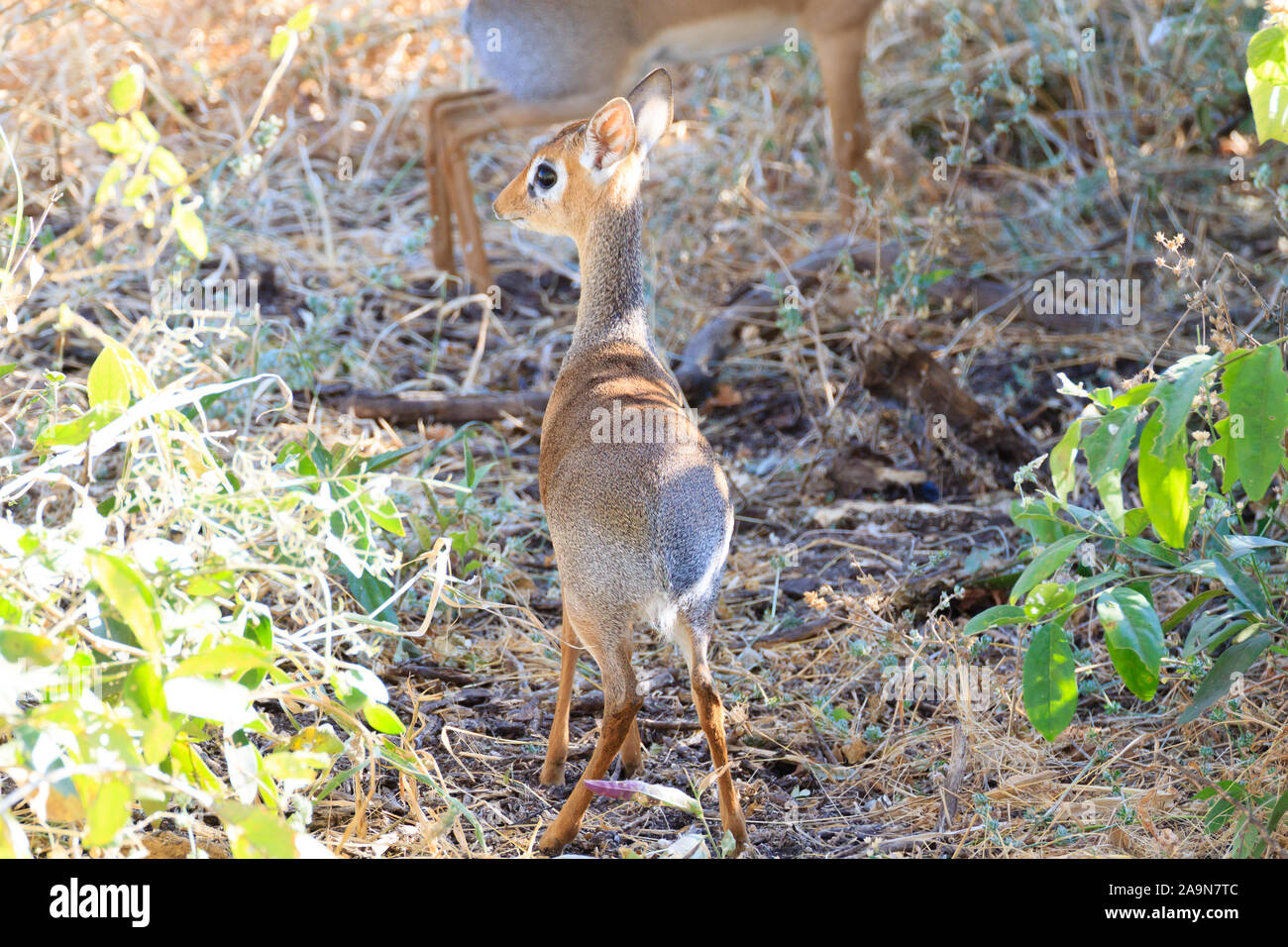 Dik dik antelope close up, Tarangire National Park, Tanzania, Africa ...
