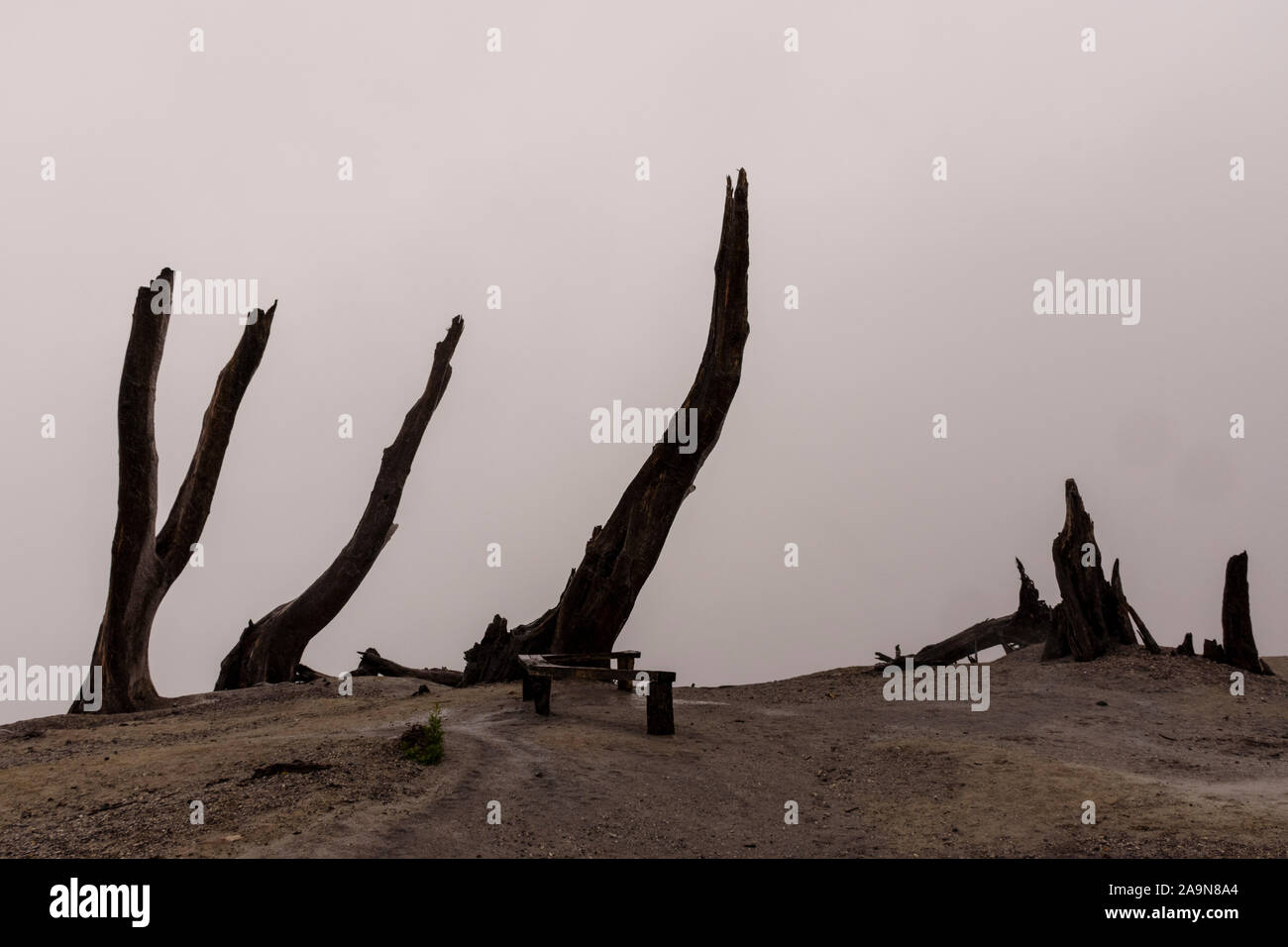 Dead trees eruption andes hi-res stock photography and images - Alamy