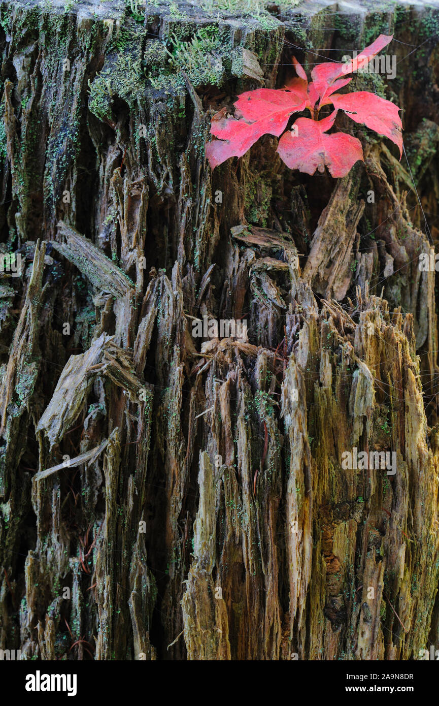 Roteiche hi-res stock photography and images - Alamy