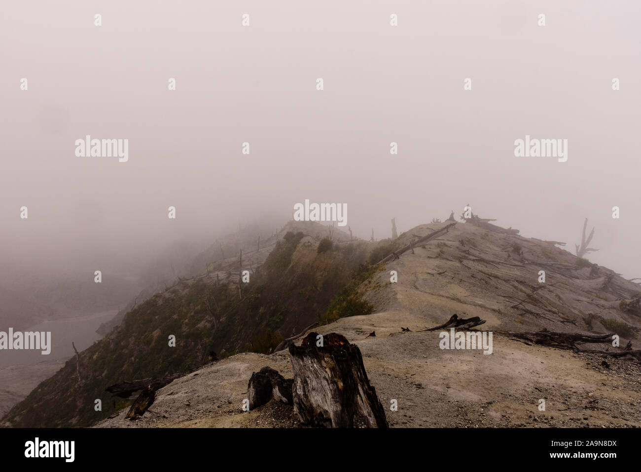 Dead trees seen near Chaiten volcano after eruption happened in 2008 in ...
