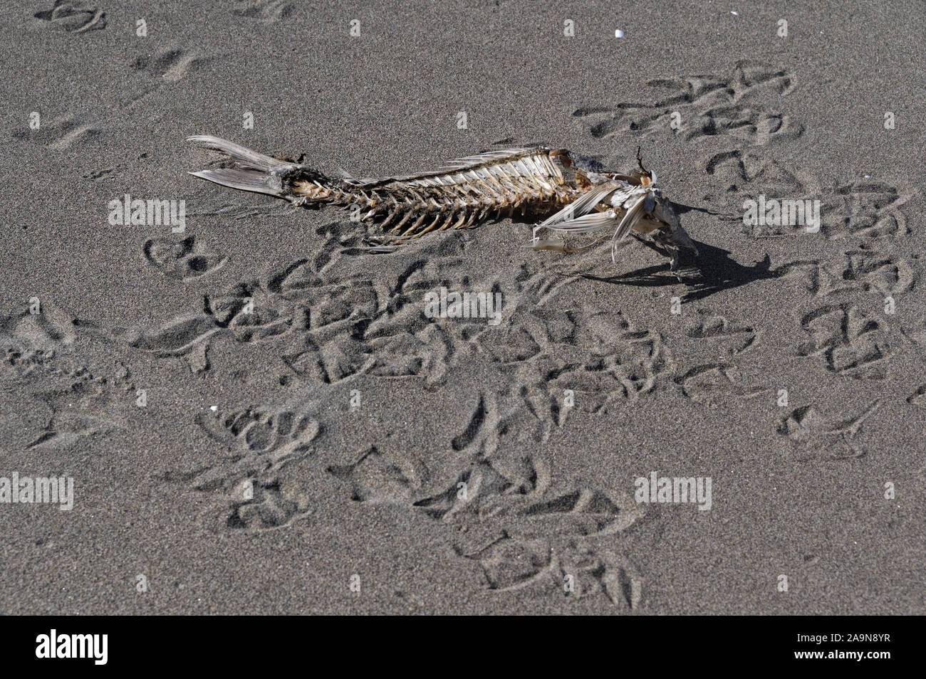 Fish skeleton hi-res stock photography and images - Alamy