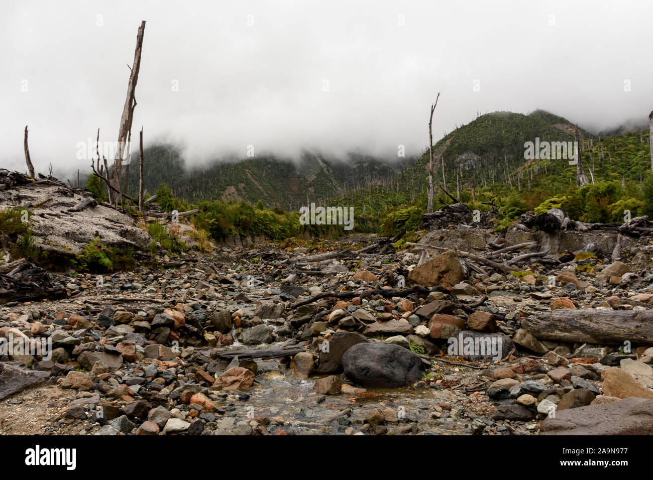 Forest in recovering process after been destroyed by Chaiten's volcano ...