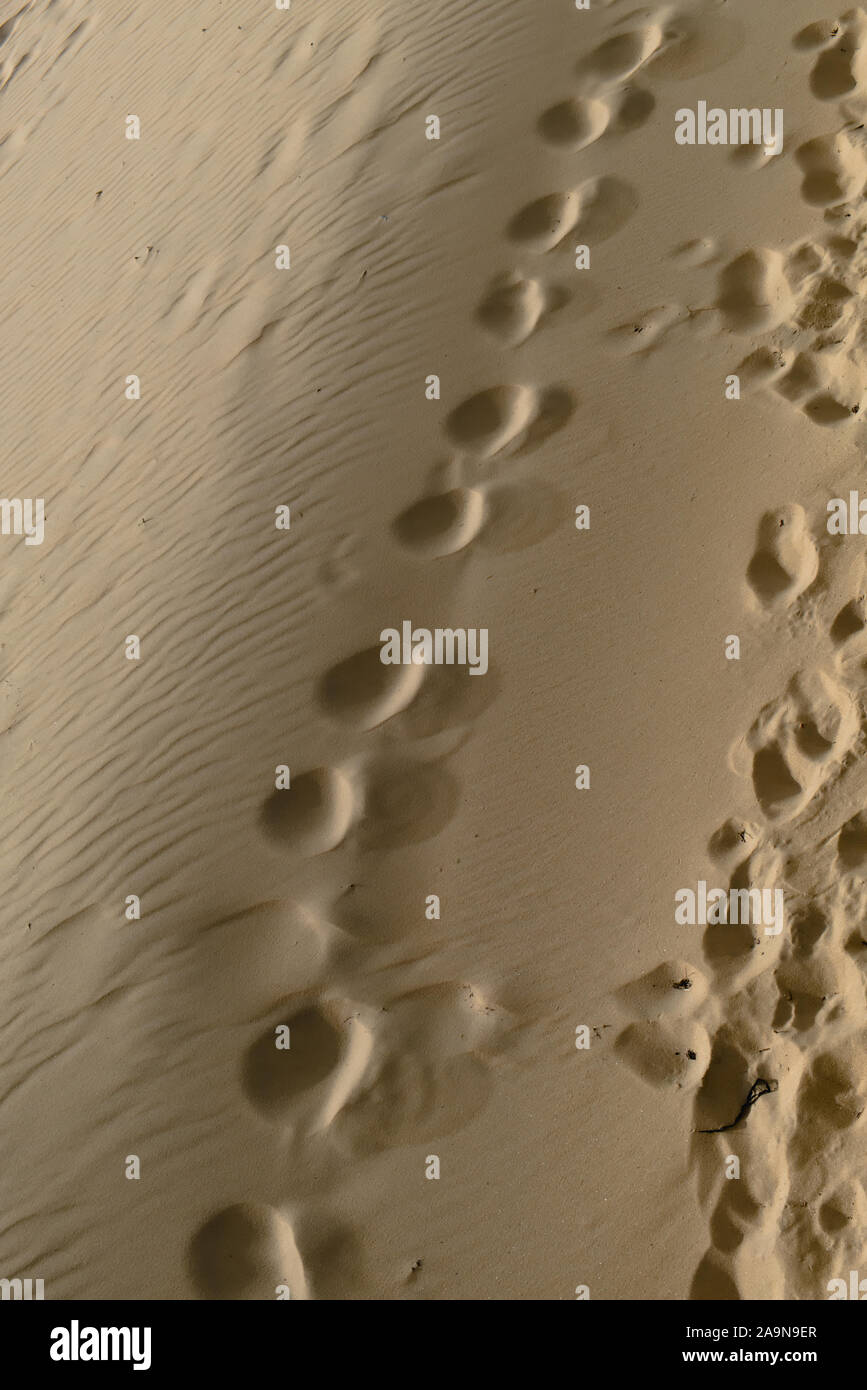 Desert footsteps hi-res stock photography and images - Alamy