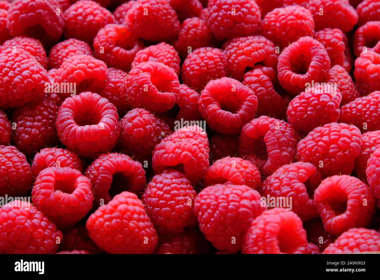 Close up of beautiful and colorful raspberries as a textured background ...