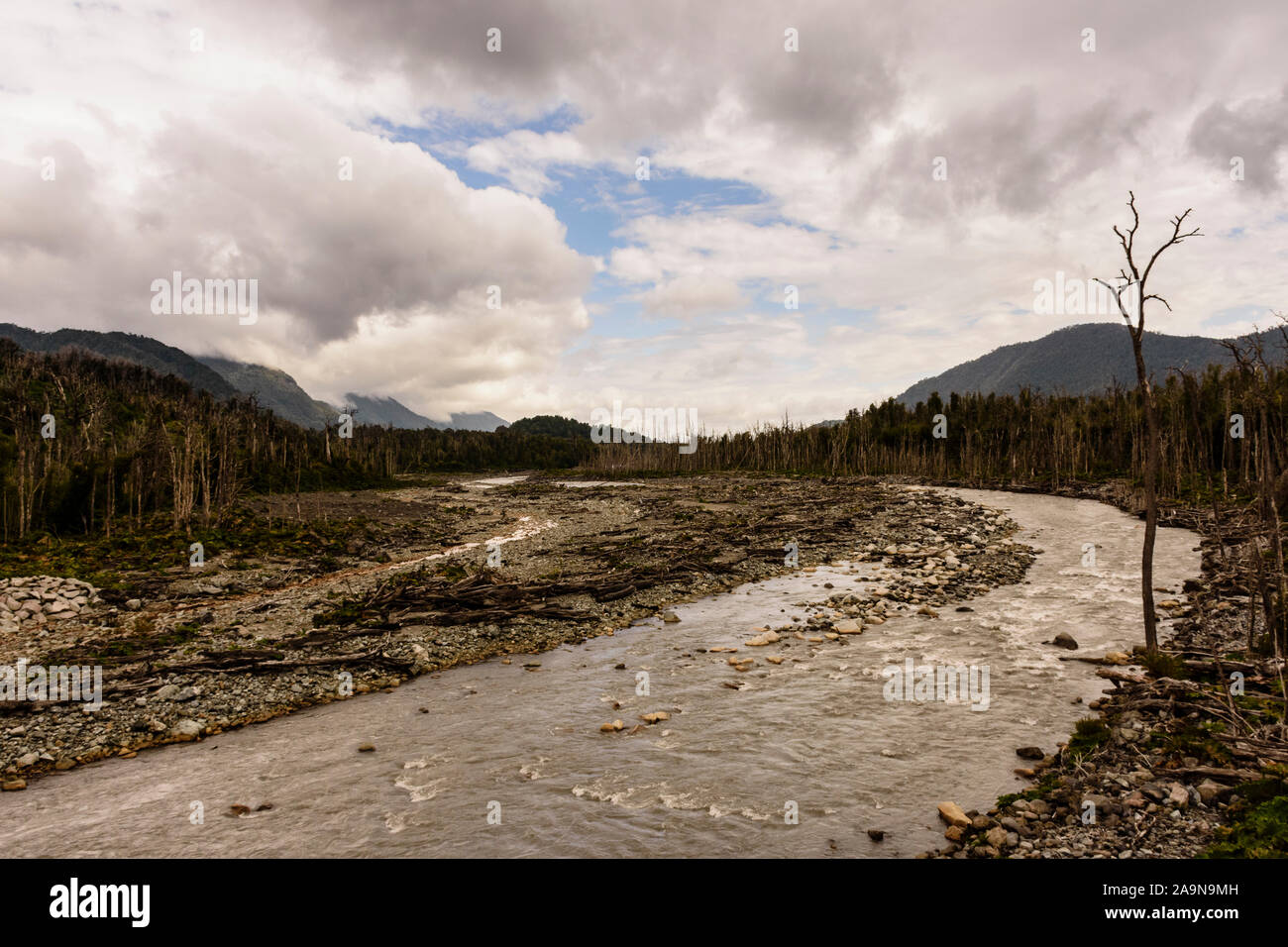 Forest in recovering process after been destroyed by Chaiten's volcano ...