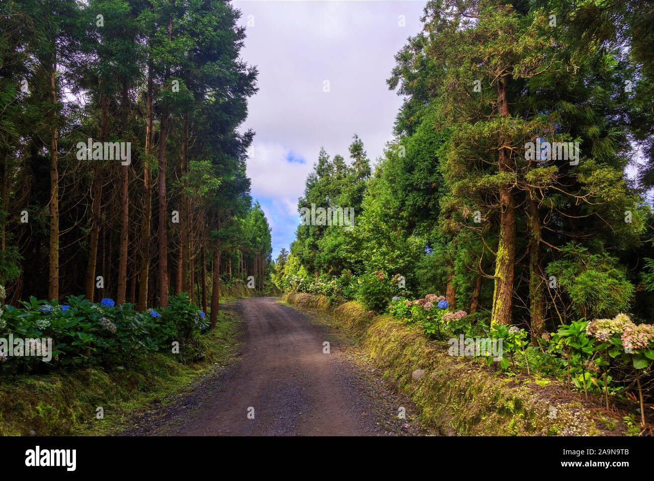 Path in Azorean forest with blue hydrangea flowers and rich green ...