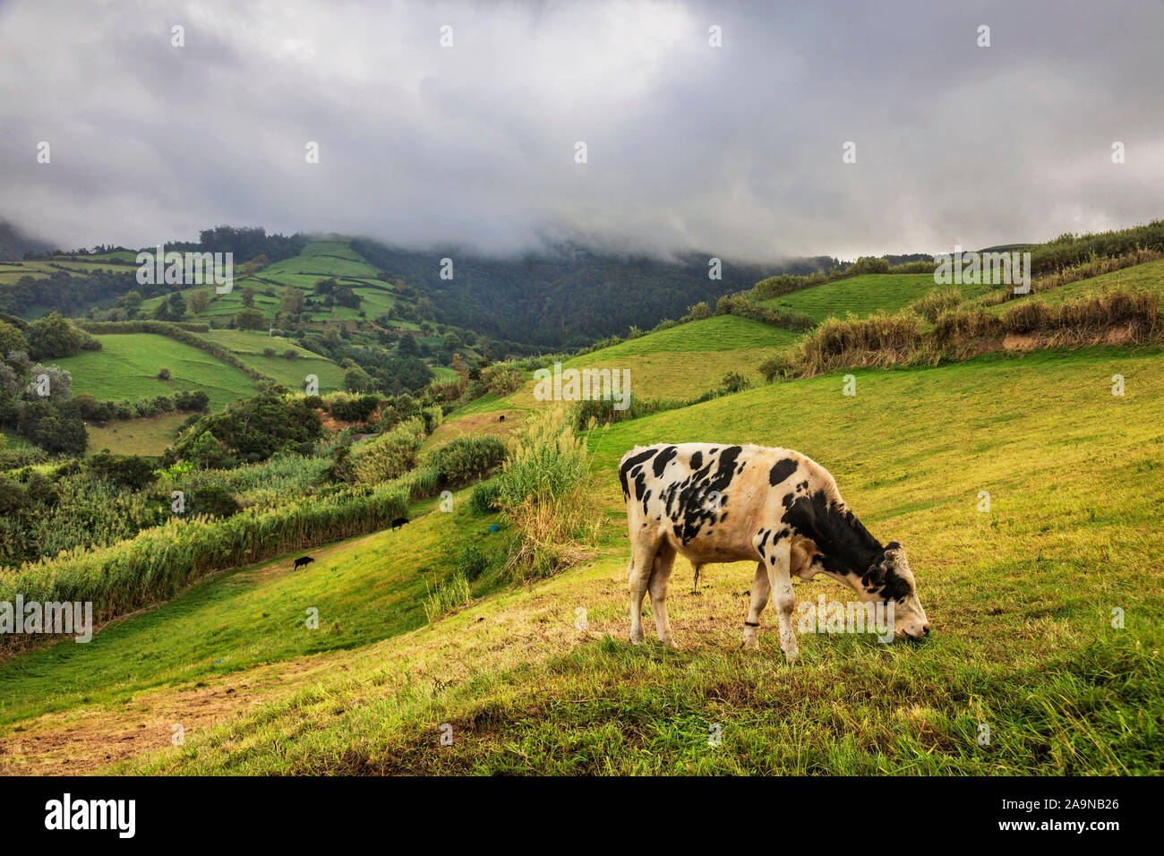 Azores cows on farm in the azores hi-res stock photography and images ...