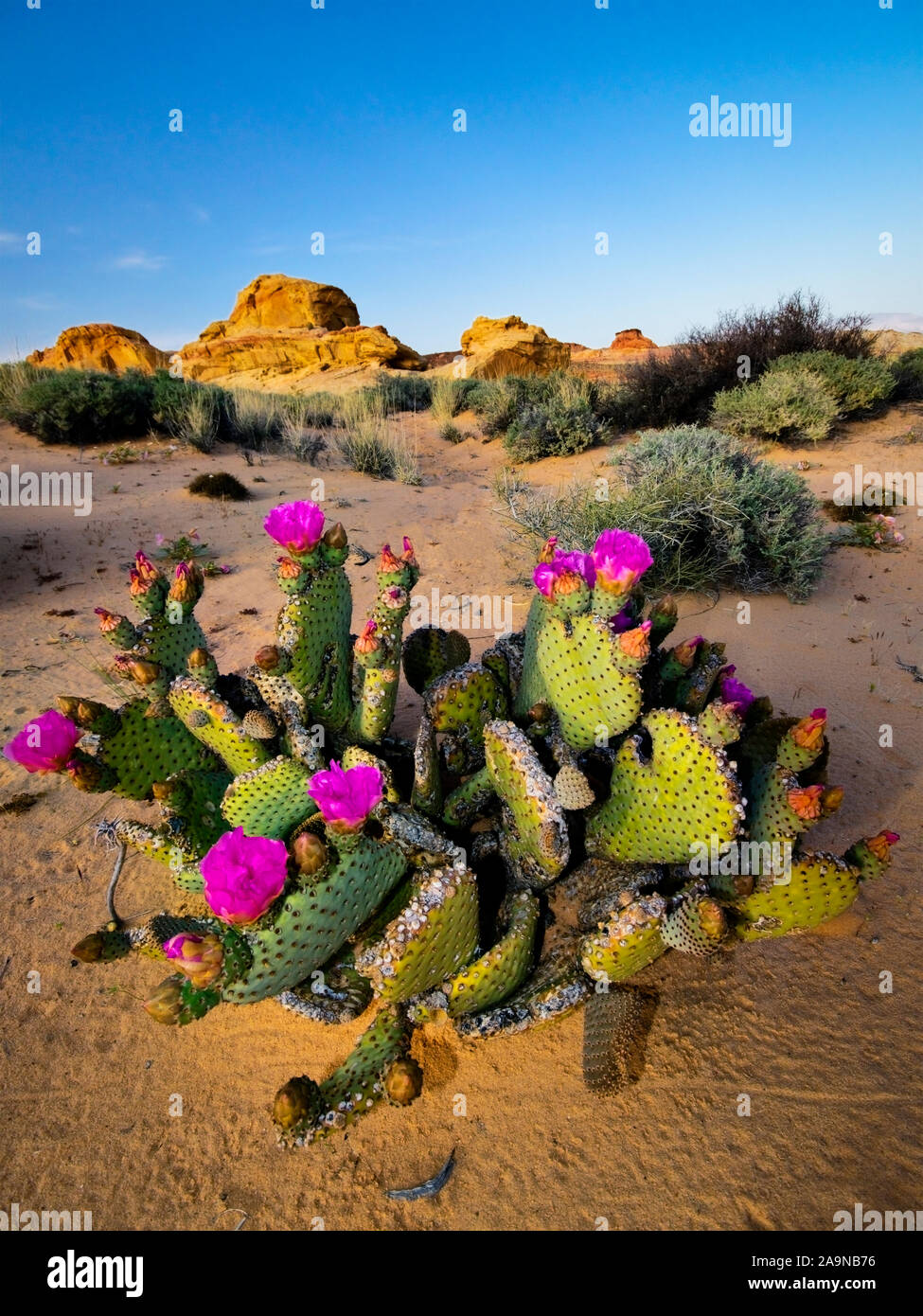 Beaver tail state park hi-res stock photography and images - Alamy