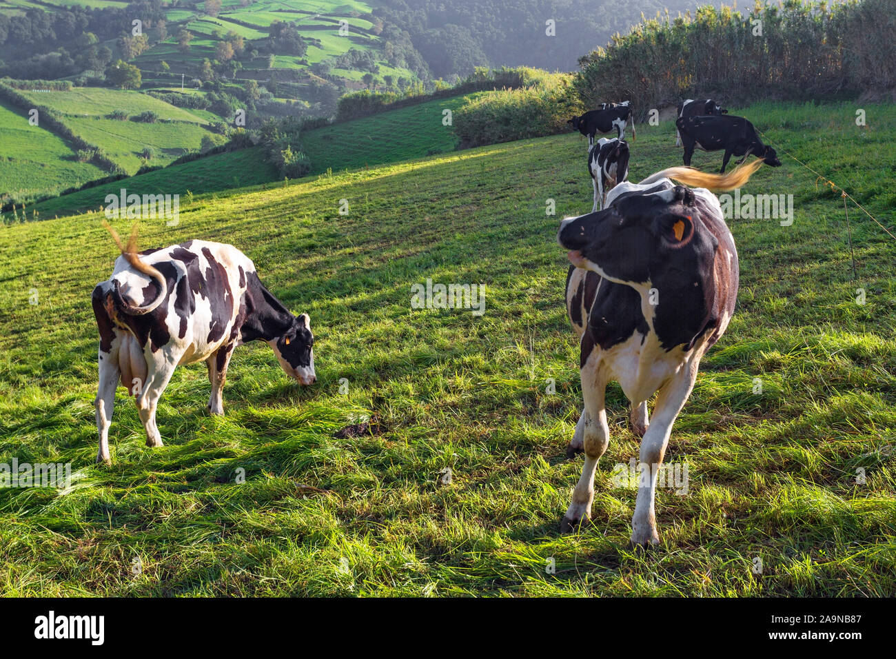 Azores cows on farm in the azores hi-res stock photography and images ...