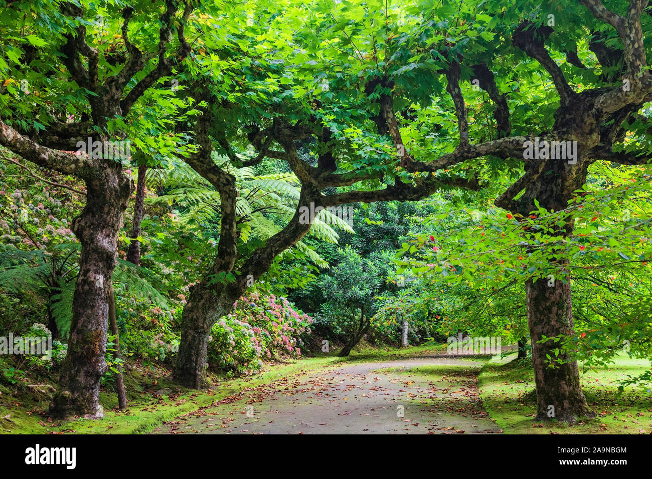 Enchanting Terra Nostra Botanical Garden in Furnas, Sao Miguel Island ...