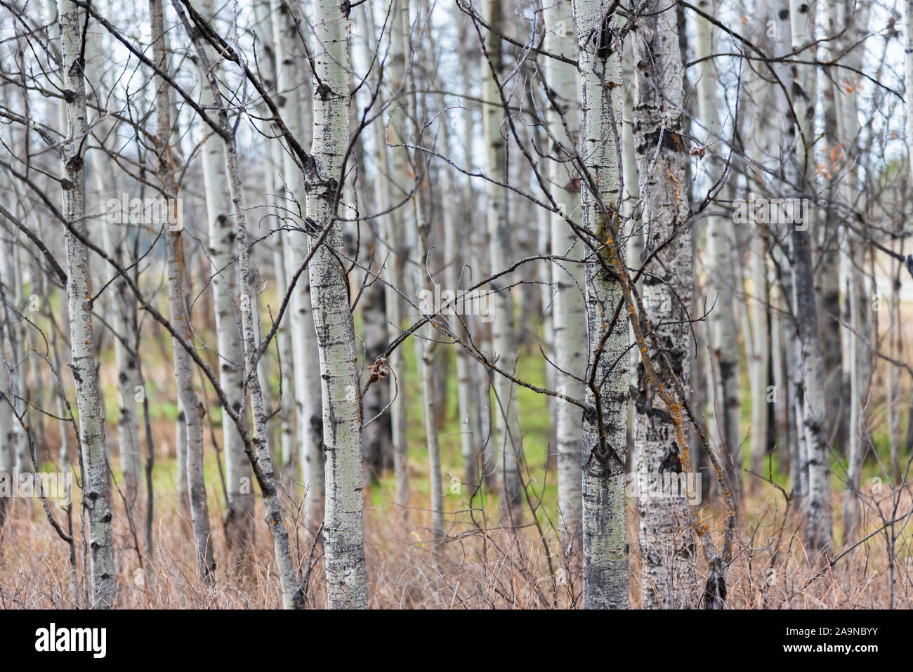 Trembling aspen trees hi-res stock photography and images - Alamy