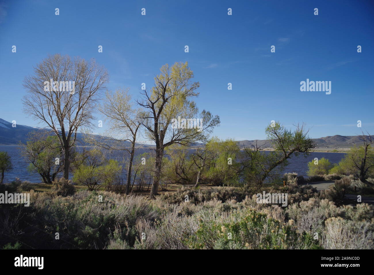 Washoe hi-res stock photography and images - Alamy