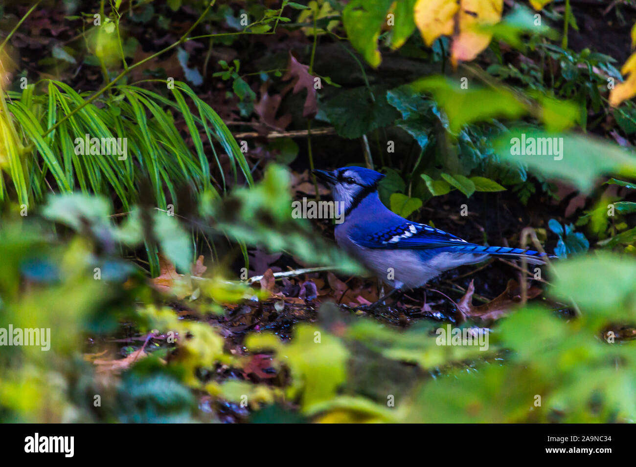 Blue jay in cedar hi-res stock photography and images - Alamy