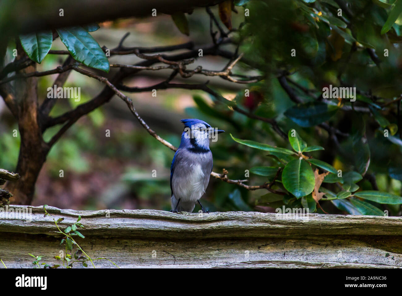 Blue jay in cedar tree hi-res stock photography and images - Alamy