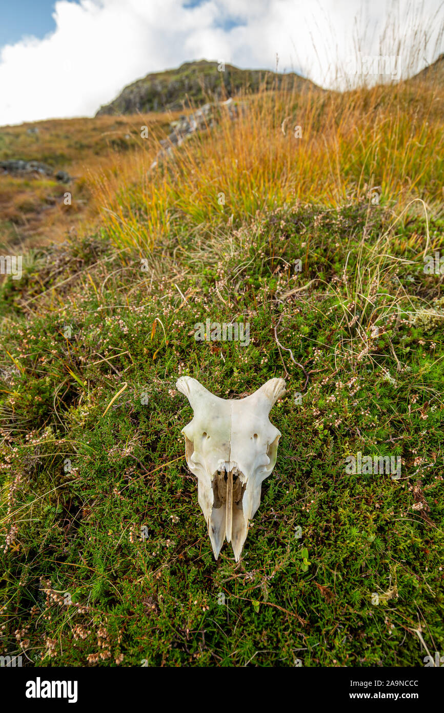 Sheep skull on mossy mountain pasture background Stock Photo - Alamy
